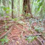 Glass House Mountains Tour with Lunch, Lookouts, and Nature Walks - Why the Tour Excels