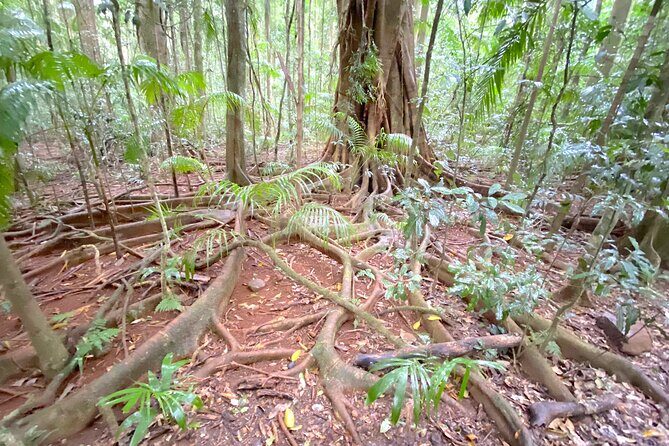 Glass House Mountains Tour with Lunch, Lookouts, and Nature Walks - Why the Tour Excels