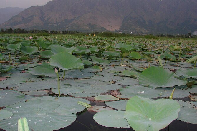Glimpse of Kashmir - Why This Tour Is a Winner