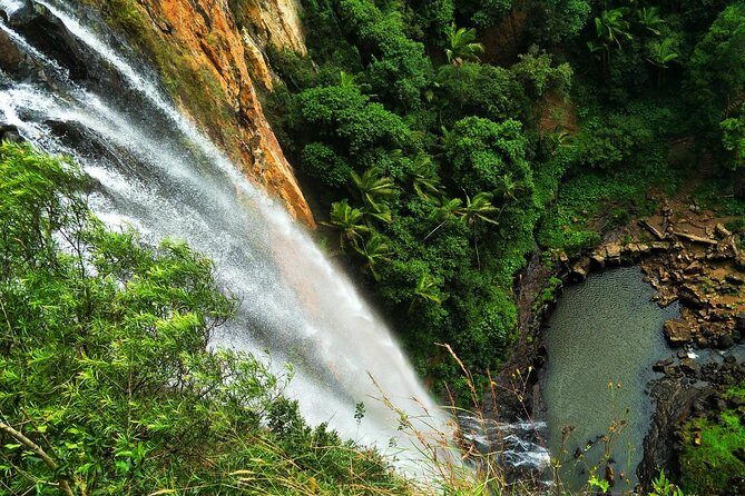 Glow Worms + Day/Night Rainforest & Waterfalls Experience - Exploring Springbrook National Park