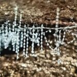 Glow Worms - Nocturnal Rainforest/Waterfall Adventure - Why Glow Worms? Understanding Their Ecology