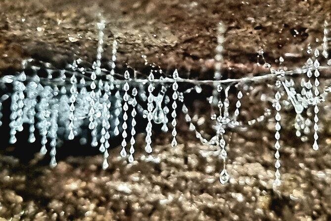 Glow Worms - Nocturnal Rainforest/Waterfall Adventure - Why Glow Worms? Understanding Their Ecology