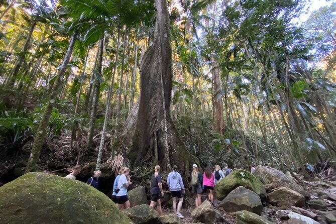 Glow-worms, Waterfalls & Rainforest Experience - Why the Reviews Love This Tour