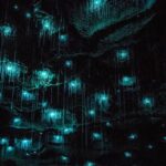 Glowworm Caves & Hamilton Gardens Day Tour from Auckland - The Sum Up