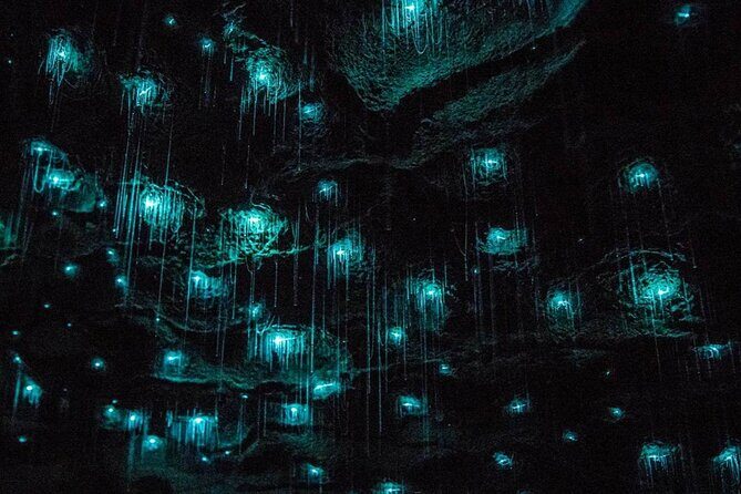 Glowworm Caves & Hamilton Gardens Day Tour from Auckland - The Sum Up