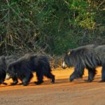 GO WILD! Double Safari Day Trip (Yala & Udawalawe) - Private & All Inclusive - What You Really Get: The Experience