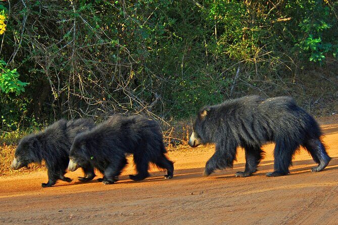 GO WILD! Double Safari Day Trip (Yala & Udawalawe) - Private & All Inclusive - What You Really Get: The Experience
