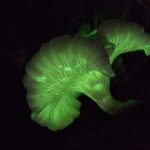 Goa: Bioluminescent Forest Night Trail with Guide - Who Will Enjoy This Experience?