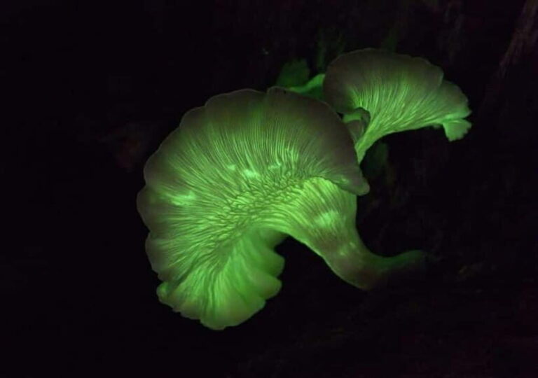 Goa: Bioluminescent Forest Night Trail with Guide