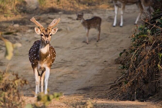 Goa to Jim Corbett: 3-Day Double Safari Wildlife Tour - What Does This Tour Offer in Terms of Value?