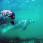 Goat Island Marine Reserve: Full-Day Dive Charter - An In-Depth Look at the Experience
