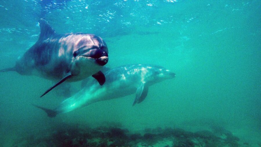 Goat Island Marine Reserve: Full-Day Dive Charter - An In-Depth Look at the Experience