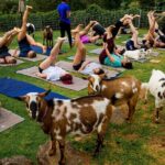 Goat Yoga with Miniature Goats In Maui - What is Goat Yoga in Maui?