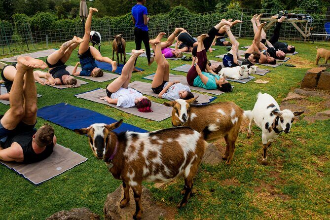 Goat Yoga with Miniature Goats In Maui - What is Goat Yoga in Maui?