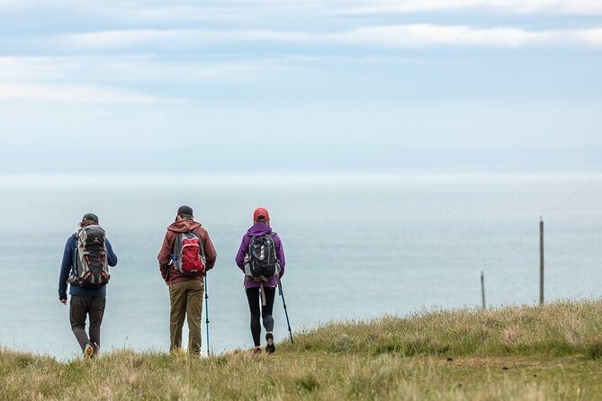 Godley Head Scenic Drive & Guided Walk (Shore Excursion) - Who Should Consider This Tour?