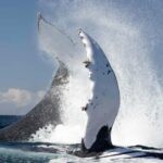 Gold Coast/Coolangatta: Whale Watching with Marine Biologist - The Whale Migration: Why May to November is Prime Time