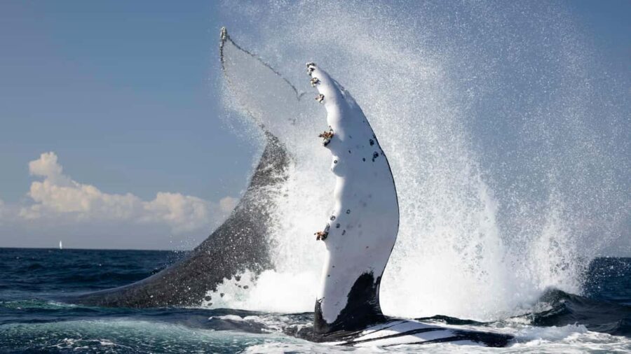 Gold Coast/Coolangatta: Whale Watching with Marine Biologist - The Whale Migration: Why May to November is Prime Time