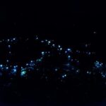 Gold Coast: Evening Rainforest and Glow Worm Experience - The Weather and Atmosphere