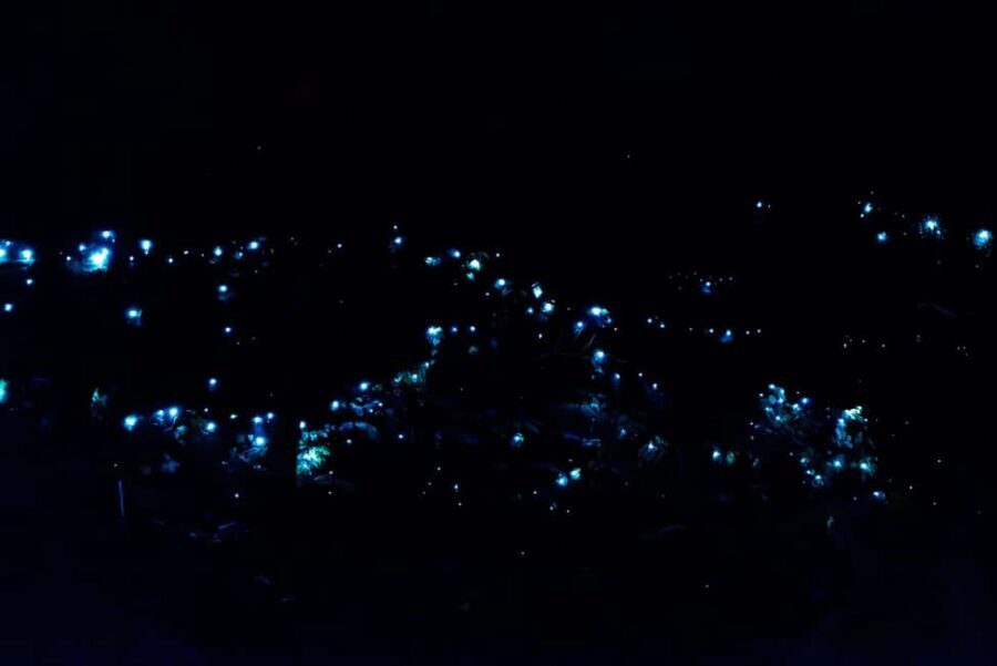 Gold Coast: Evening Rainforest and Glow Worm Experience - The Weather and Atmosphere