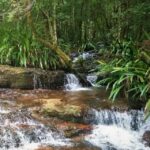 Gold Coast: Glow Worms Nocturnal Rainforest & Waterfall Walk - Is It Worth the Price?