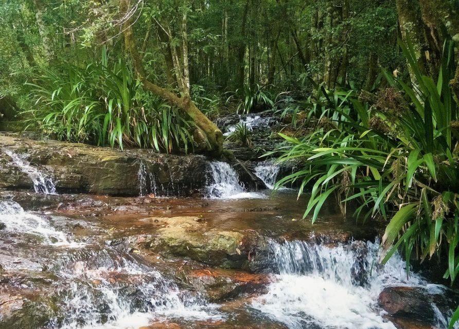 Gold Coast: Glow Worms Nocturnal Rainforest & Waterfall Walk - Is It Worth the Price?