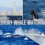 Gold Coast: Luxury Whale Watching Tour on a Superyacht - Value for Money and Practicalities