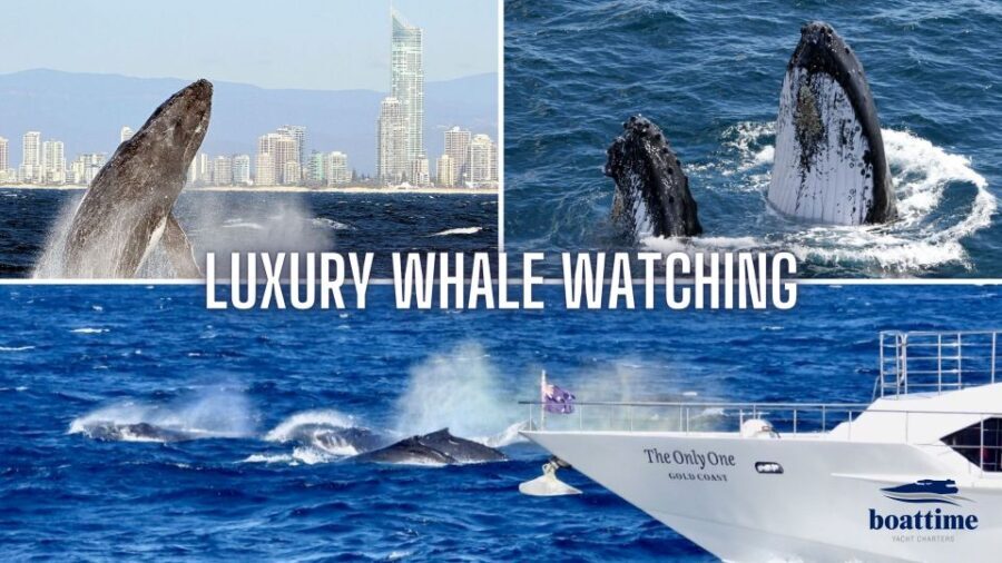 Gold Coast: Luxury Whale Watching Tour on a Superyacht - Value for Money and Practicalities