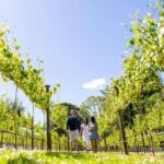 Gold Coast: Luxury Wine Tour with Gourmet Lunch & Distillery - Analyzing the Value