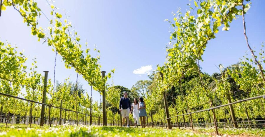 Gold Coast: Luxury Wine Tour with Gourmet Lunch & Distillery - Analyzing the Value