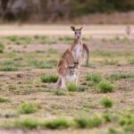 Gold Coast: Mount Tamborine Kangaroo and Koala Day Tour - The Value of the Experience