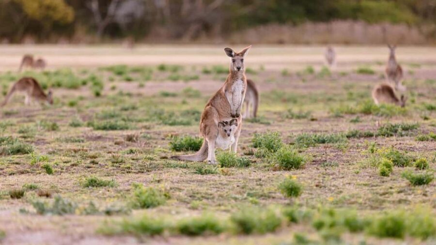 Gold Coast: Mount Tamborine Kangaroo and Koala Day Tour - The Value of the Experience