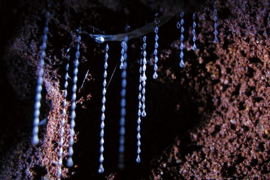Gold Coast: Natural Bridge Glow Worm Night Tour - The Value of the Tour