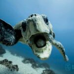 Gold Coast: Snorkel with Turtles - Why This Experience Works Well