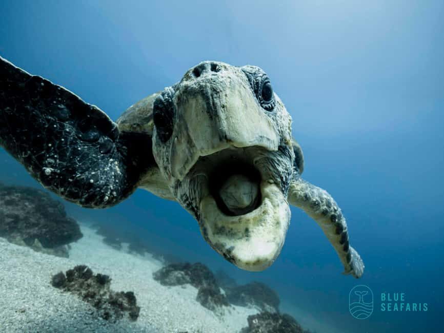 Gold Coast: Snorkel with Turtles - Why This Experience Works Well