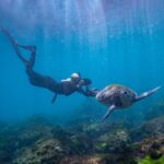 Gold Coast: Snorkeling with Turtles Half-Day Tour - The Value and Practicalities