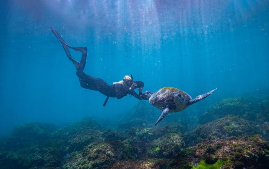 Gold Coast: Snorkeling with Turtles Half-Day Tour - The Value and Practicalities