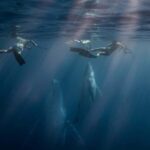Gold Coast: Swim with Whales - Who Is This Tour Best Suited For?