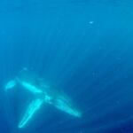 Gold Coast: Swim with Whales - Tour Logistics: What’s Included and What Not