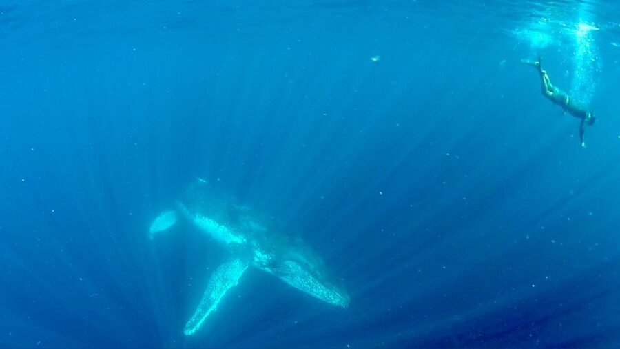 Gold Coast: Swim with Whales - Tour Logistics: What’s Included and What Not