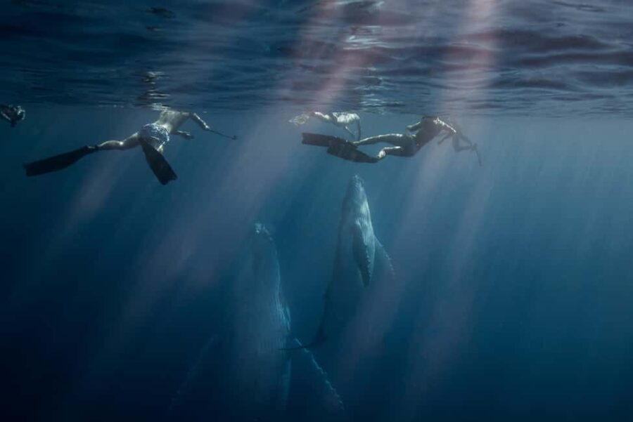 Gold Coast: Swim with Whales - Who Is This Tour Best Suited For?