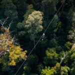 Gold Coast: Tamborine Mountain Canyon Flyer Zipline Tour - What to Expect During the Tour