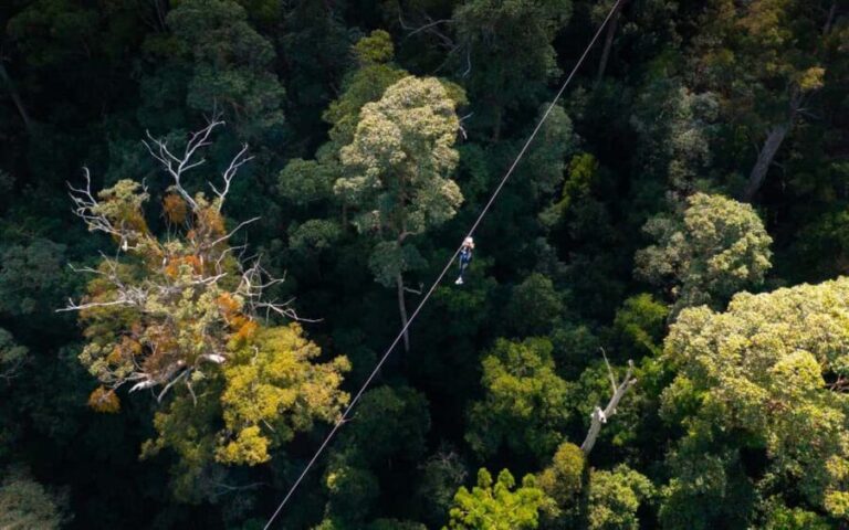 Gold Coast: Tamborine Mountain Canyon Flyer Zipline Tour - What to Expect During the Tour