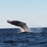 Gold Coast: Whale Watching - FAQ