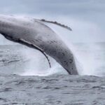 Gold Coast Whale Watching Adventure Tours - What Travelers Say About the Tour