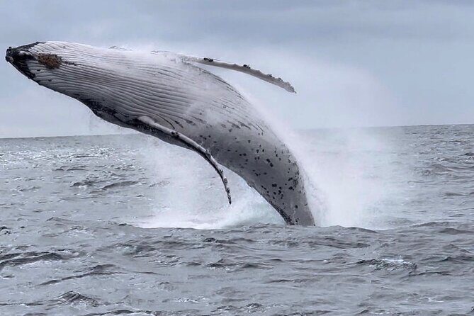 Gold Coast Whale Watching Adventure Tours - What Travelers Say About the Tour
