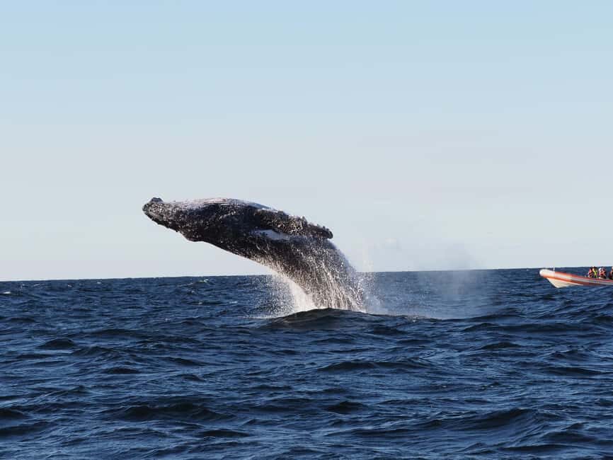 Gold Coast: Whale Watching - FAQ