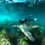 Gold Coast: Whales, Dolphins & Snorkelling with Turtles - Pricing, Duration, and Overall Value