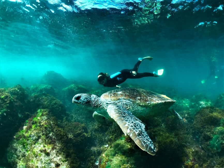 Gold Coast: Whales, Dolphins & Snorkelling with Turtles - Pricing, Duration, and Overall Value