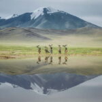 Golden Eagle Festival 2025 - Who Should Consider This Tour?