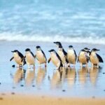 Golden Hour Penguins Express Tour with Pickups on Phillip Island - Price and Value Analysis